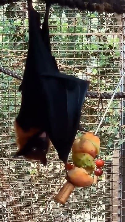 Chamkadad Ko Ulta Khaate Dekh Surprised Hogya Dog 😂 Youtube