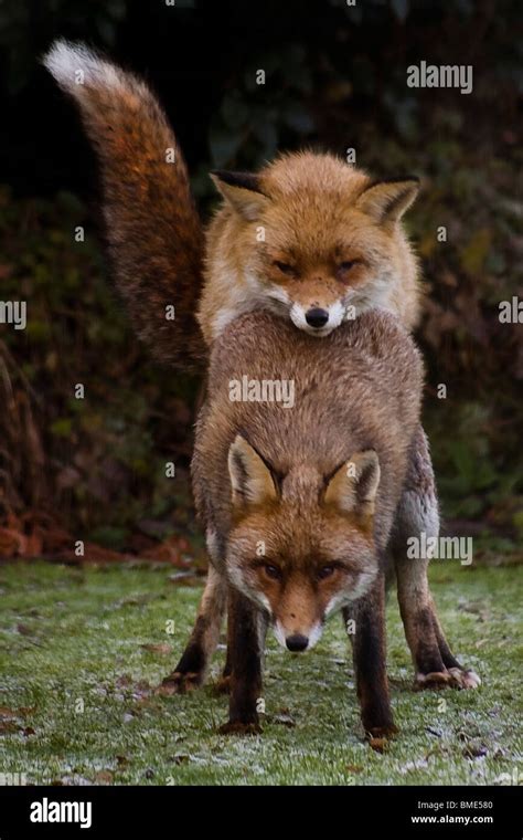Kit Fox Mating Call At Bernice Astle Blog