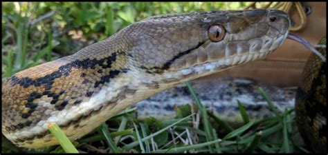 Reticulated Pythons The Science And Physiology Explained