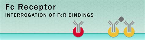 Fc Receptors Old Ab Biosciences