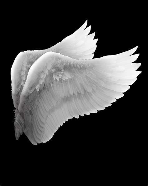 Pin By Karen Elvidge Hughes On Angels Doves And Wings Angel Wings Png