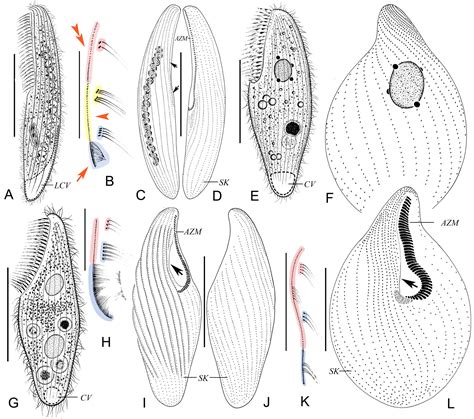 Blepharisma Lateritium