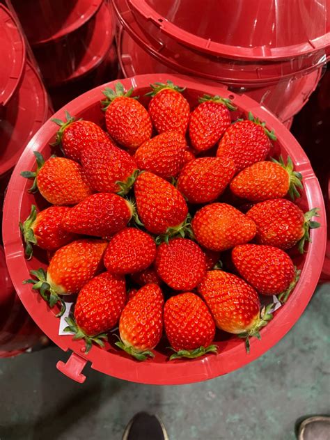 2월25일 토요일 다라이딸기🍓 충청남도 천안시 서북구 두정동 비즈프로필