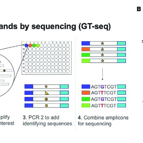 Schematics Of Genotyping In Thousands By Sequencing Gt Seq A Download Scientific Diagram