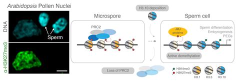 Las Plantas Olvidan Lo Que No Les Conviene