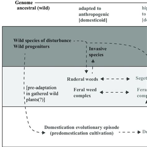 6 A Schema Of The Potential Evolutionary Trajectories And Phylogenetic