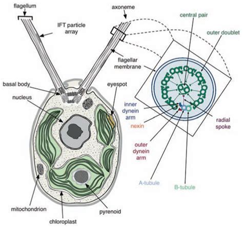 Chlamydomonas Reinhardtii Diagram