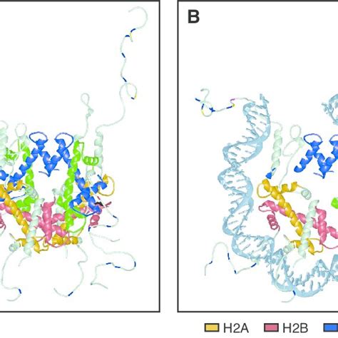 Nucleosome Core Particle Structure A Core Histone Octamer The Download Scientific Diagram