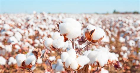 Bomull | Produktion, Historia & Användning | illvet.se