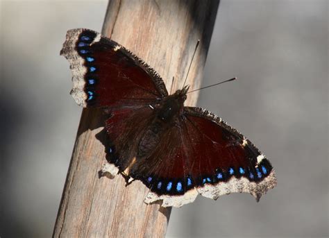 Pollinator Identification Mainely Pollinators