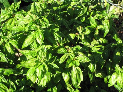 Benefits Of Basil Ocimum Basilicum History Benefits Uses Facts