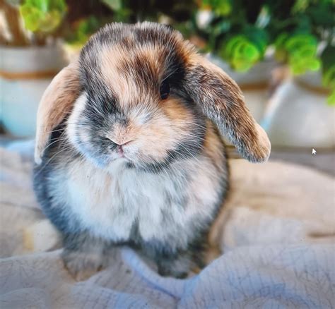 What To Name Album On Imgur