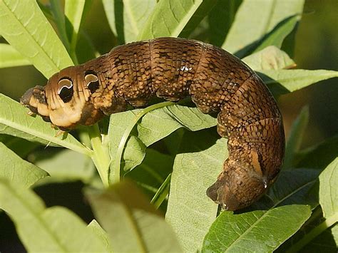 Giant Caterpillar Monster