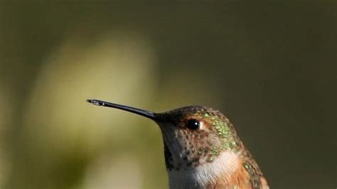 La Hazaña Transamericana Del Delicado Colibrí Rufo
