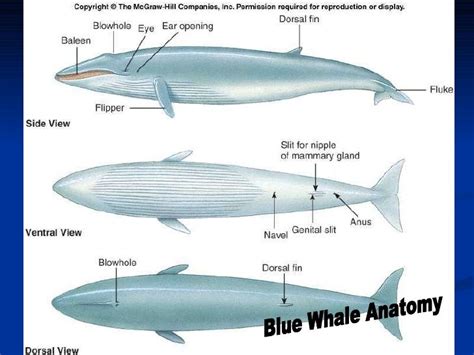 Baleen Whale Anatomy Calm Water Calm Whales And The Reverse Is