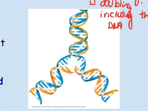 Biology Flashcards Quizlet