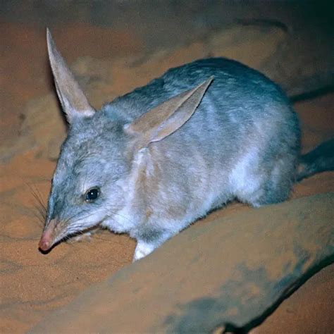 Greater Bilby Facts Diet Habitat And Pictures On Animaliabio