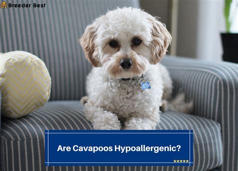 Are Cavapoos Hypoallergenic 2024 Breeder Best