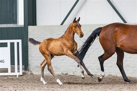 Paardenveilingonline Denzel Boy Z