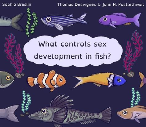 What Controls Sex Development In Fish Science And Comics Initiative