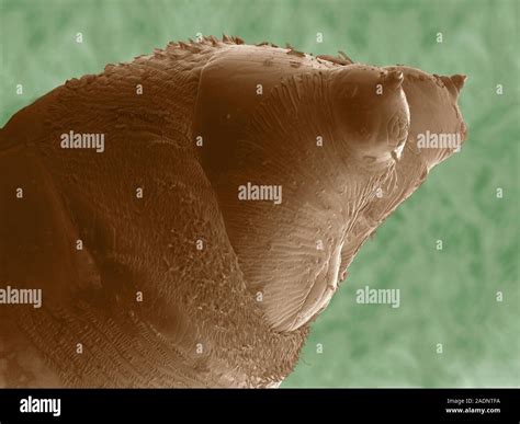 Housefly Maggot Coloured Scanning Electron Micrograph Sem Of The