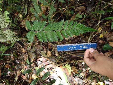 Pronephrium Thelypteridaceae