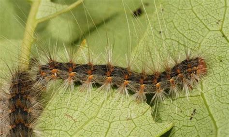 Fall Webworm Alchetron The Free Social Encyclopedia