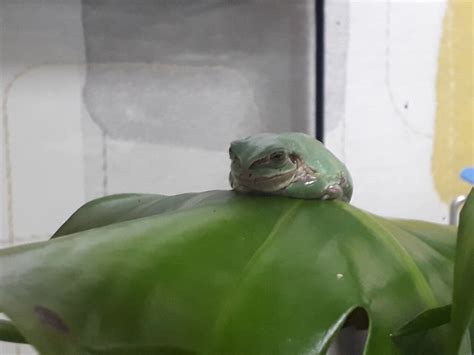 개구리 자는 모습 유머 움짤 이슈 에펨코리아