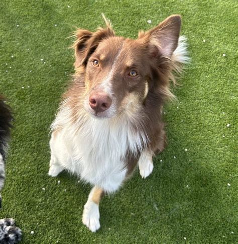 Miniature Australian Shepherds For Adoption Rehome Or Adopt A Mini