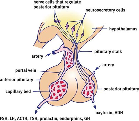 Figure 54 The Hypophyseal Portal System A System Of Blood Vessels