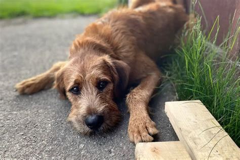 Boxer Lab Poodle Mix At Harold Graham Blog