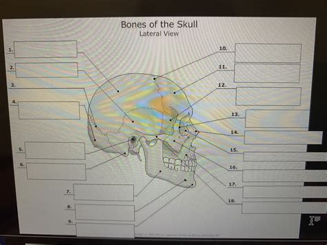 Solved Lab 3 Human Skeletal Anatomy For Each Diagram Fill In Course Hero