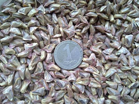 მცენარეები სოჭის თესლი 100 გრამი 20 ლარი დათესვა ჯობია