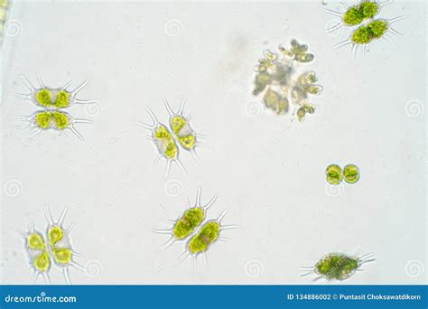 Freshwater Aquatic Plankton Under Microscope View Stock Image 134886013