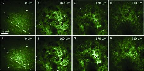 Demonstration Of Cnn Based Denoising Leading To Increases In Maximum Download Scientific
