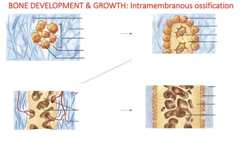 Skeletal System Bone Formation Intramembranous