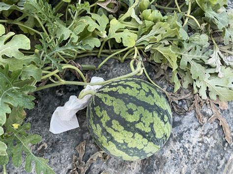 230614 230706 하우스 작물 실험 Orlab