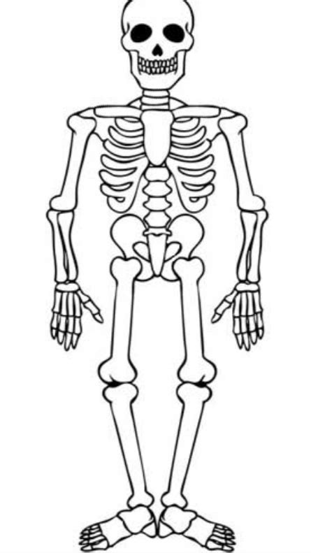 Science Skeleton Quiz Diagram Quizlet