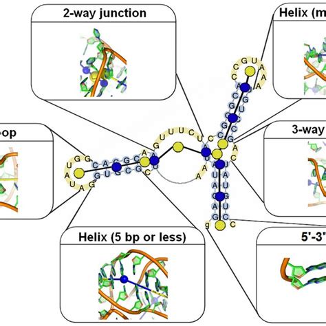 Three Way Junction Structure Results For The 7s Rna Of Human Srp Pdb