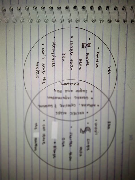 SOLUTION Compare And Contrast Of RNA And DNA Studypool
