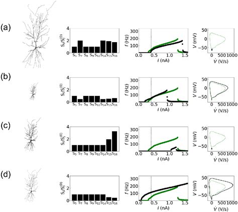 Figure 5 From The Structural Aspects Of Neural Dynamics And Information Flow Semantic Scholar