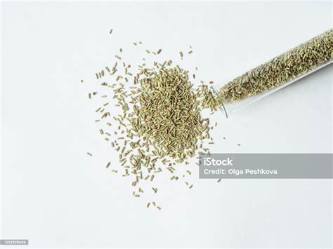 유리 시험관에 마른 녹색 로즈마리와 흰색 배경에 뿌려 복사 공간 건강한 생활방식에 대한 스톡 사진 및 기타 이미지 건강한 생활방식 건조한 땅 Istock