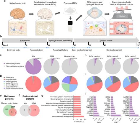 Microfluidic Device With Brain Extracellular Matrix Promotes Structural