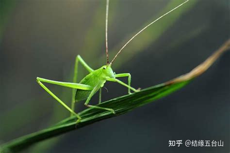 夏日纺织娘 知乎