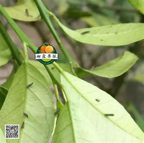 如何辨別與預防柑橘黃龍病 每日頭條