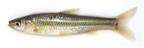 ホンモロコ WEB魚図鑑