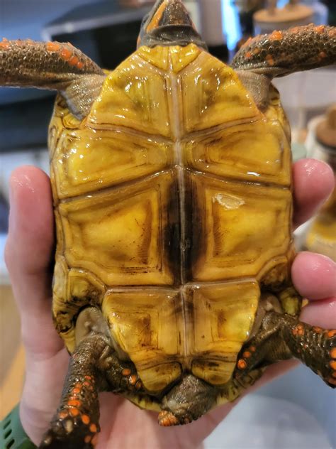 Shell Rot Rtortoise