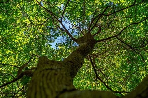 Pymc3 And Bayesian Inference For Parameter Uncertainty Quantification