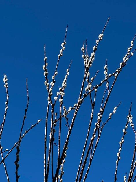 Premium Photo Pussy Willo