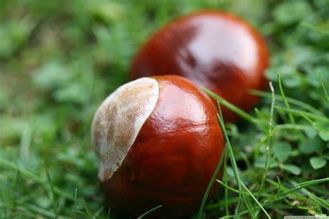 Autumn Conkers 4k Uhd Wallpaper For Ultrahd Desktop And Tv Widescreen